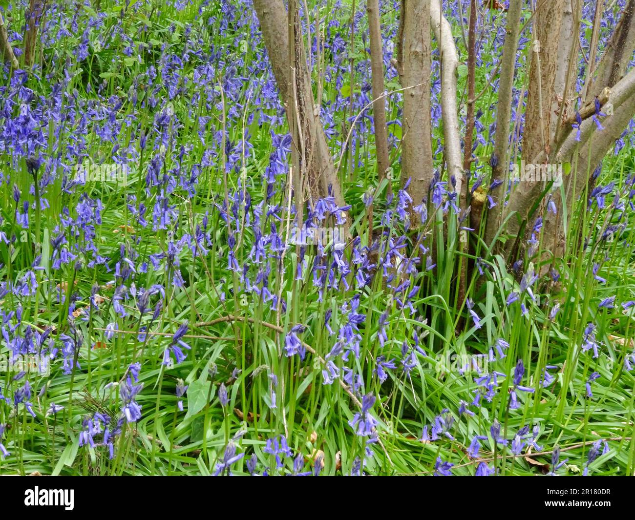 Striking moody spring bluebell woodland in good sunshine Stock Photo ...