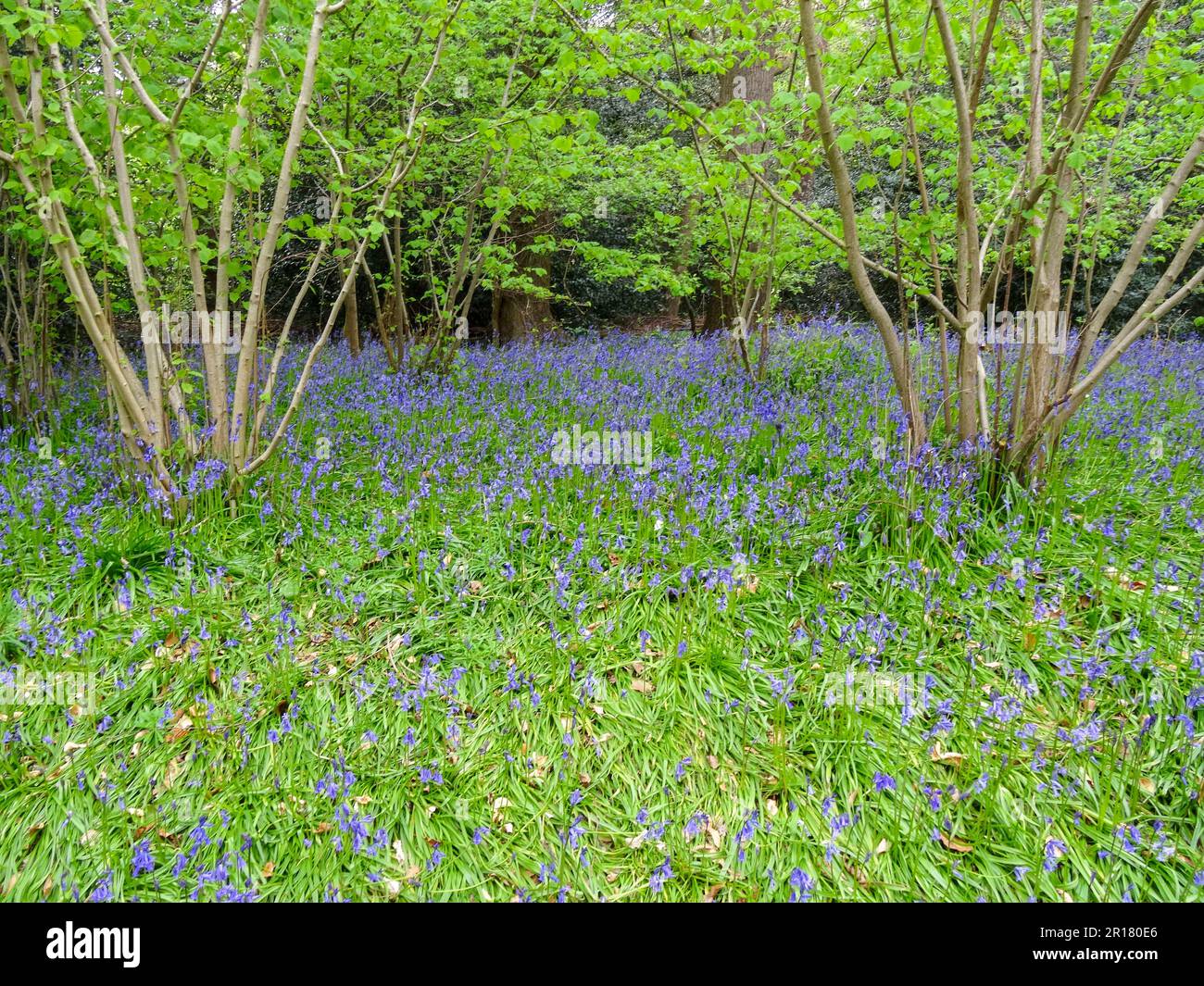 Striking moody spring bluebell woodland in good sunshine Stock Photo ...
