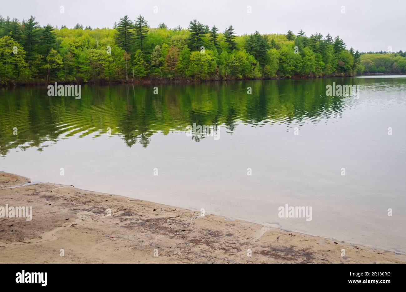 Walden Pond, famous pond in Concord, Massachusetts Stock Photo - Alamy