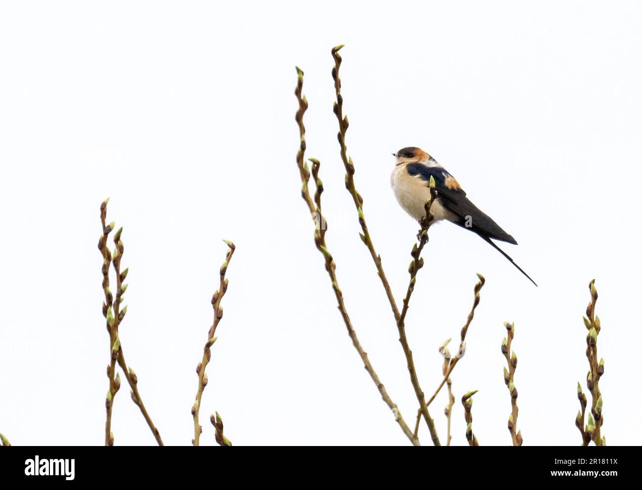 A Red Rumped Swallow, Cecropis daurica in Ambleside, Lake District, UK ...