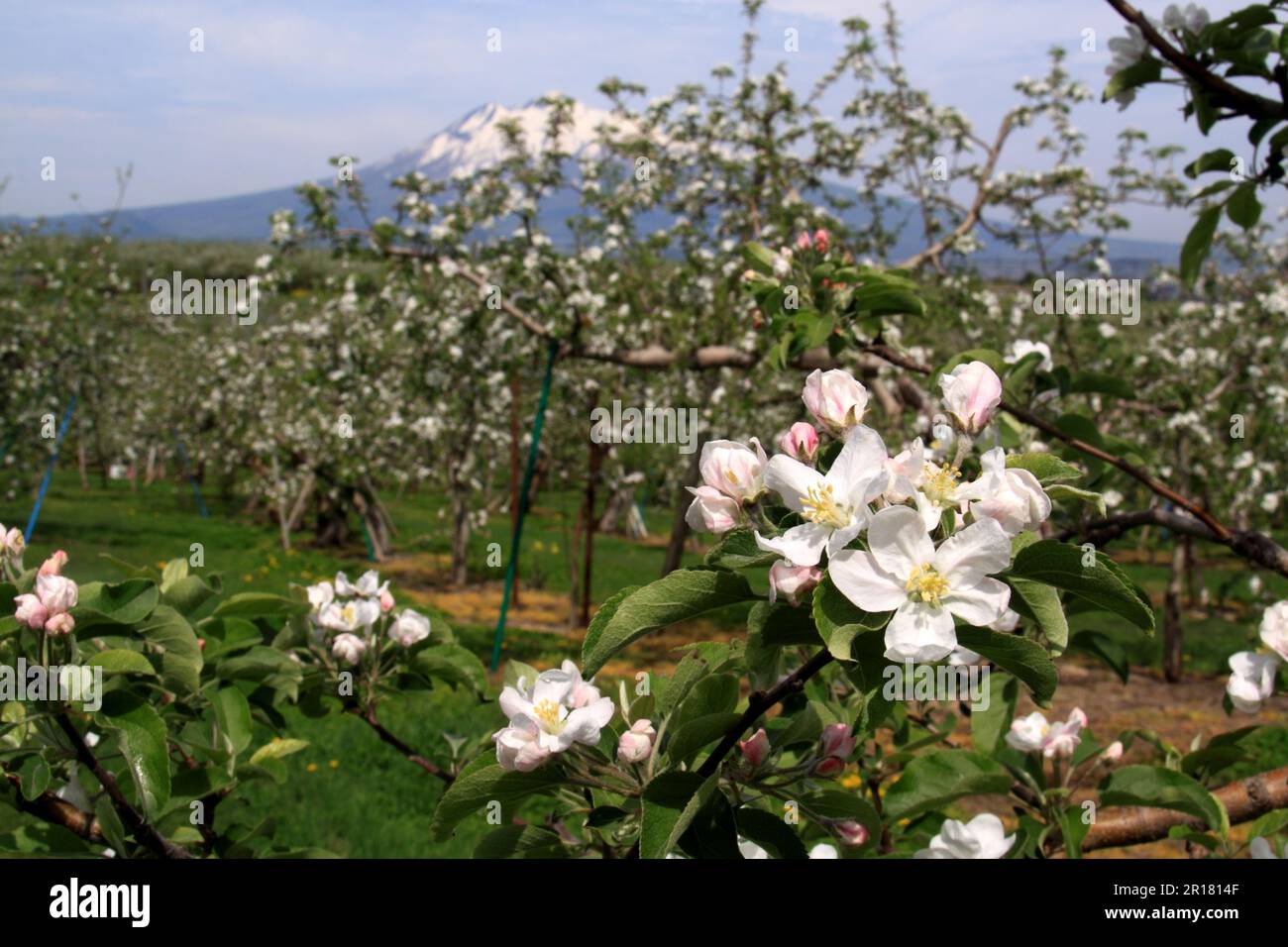 Apple cloud hi-res stock photography and images - Alamy