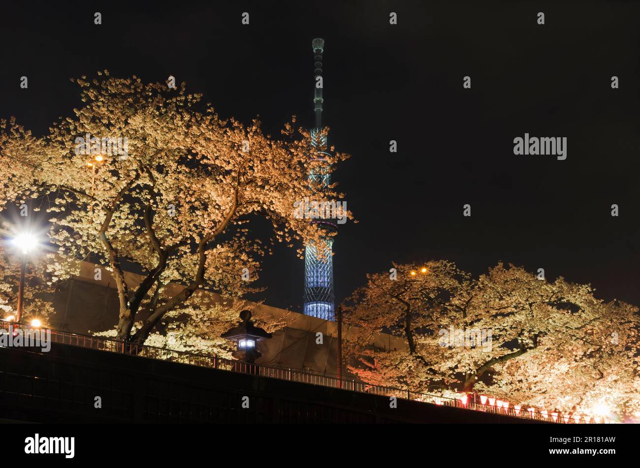 Illuminations and cherry blossoms at Sumida park at night and Tokyo Sky ...