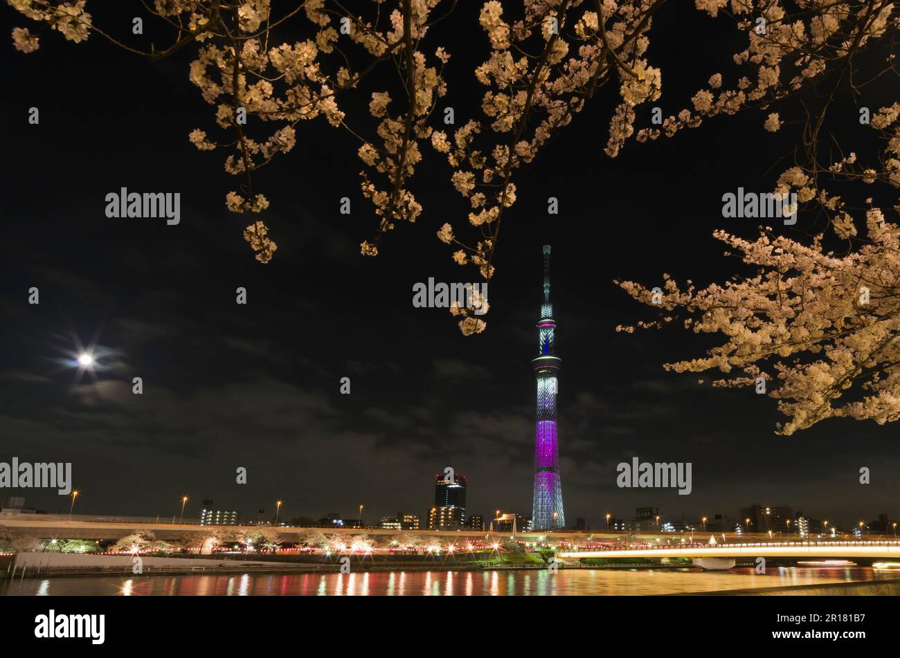 Cherry blossoms at Sumida park at night as well as Sakurabashi bridge ...
