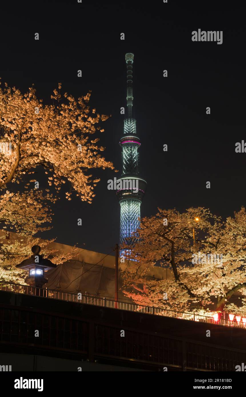 Illuminations and cherry blossoms at Sumida park at night and Tokyo Sky ...