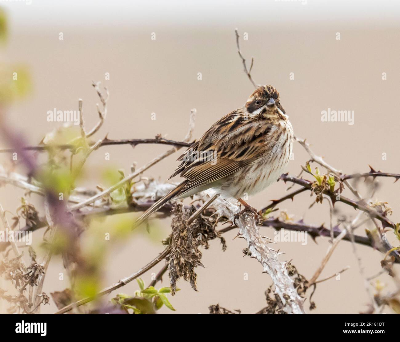 A female Reed Bunting, Emberiza schoeniclus in Cley next the Sea ...