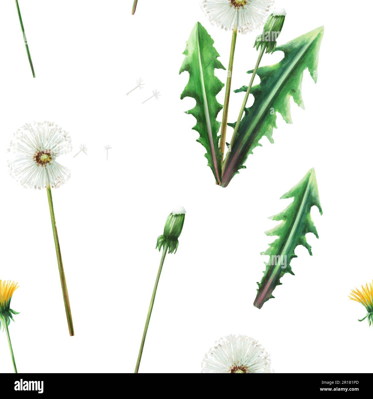 Dandelion Flower Clip Art