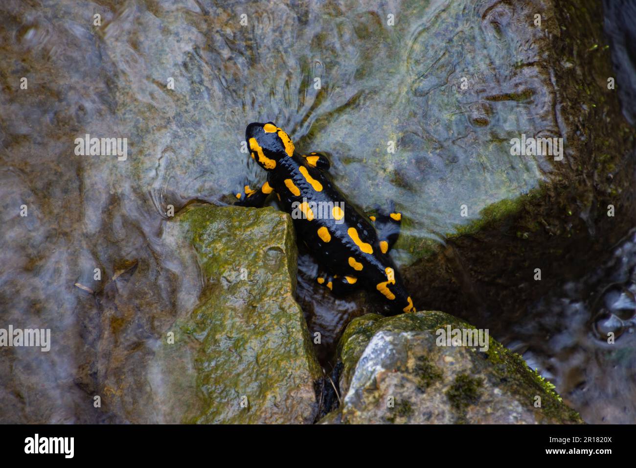 Fire Salamander on a rock in a stream of water Stock Photo - Alamy