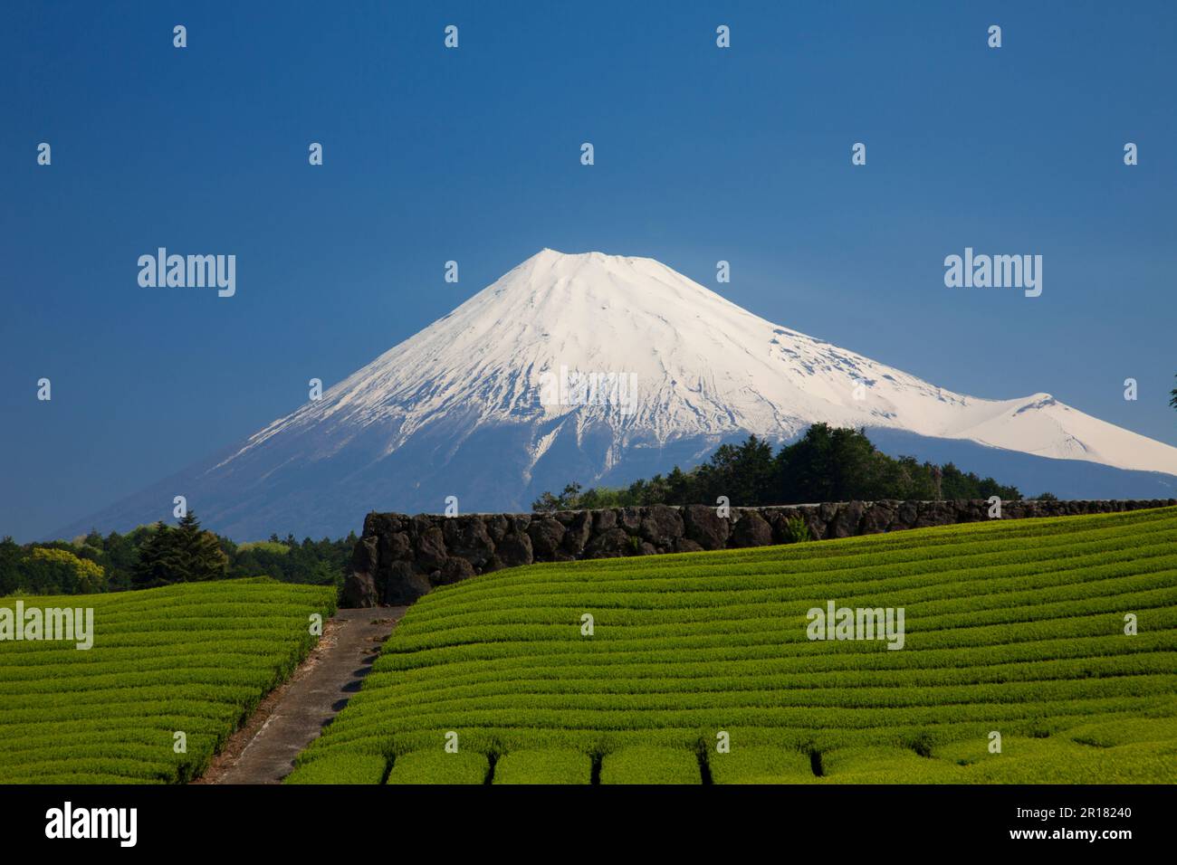 Tea Plantations and Mount Fuji Stock Photo - Alamy