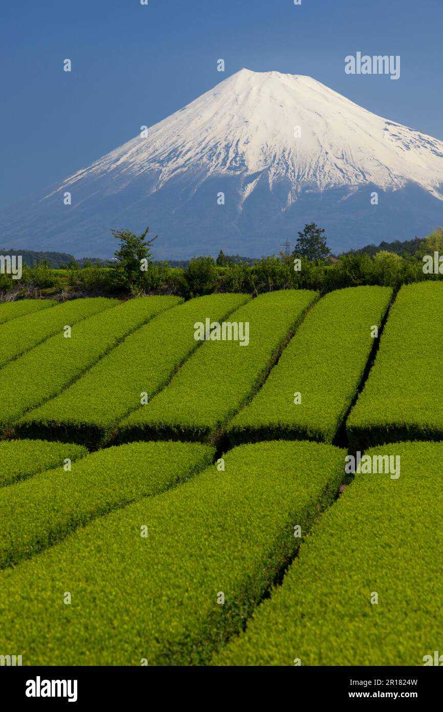 Tea Plantations and Mount Fuji Stock Photo - Alamy