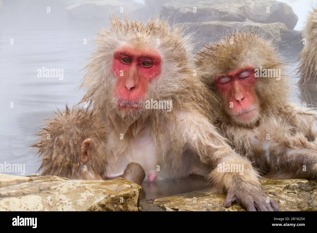 Hell Valley Jigokudani Monkey Park Garden outdoor bath and monkey Stock Photo - Alamy