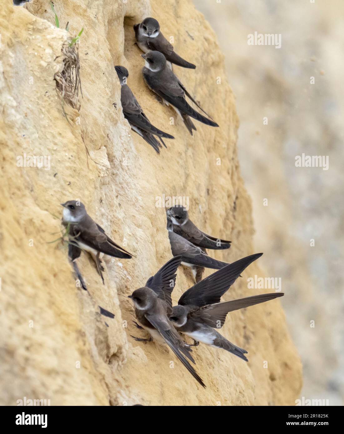 A colony of nesting Sand Martin, Riparia riparia, on the sea cliifs at ...