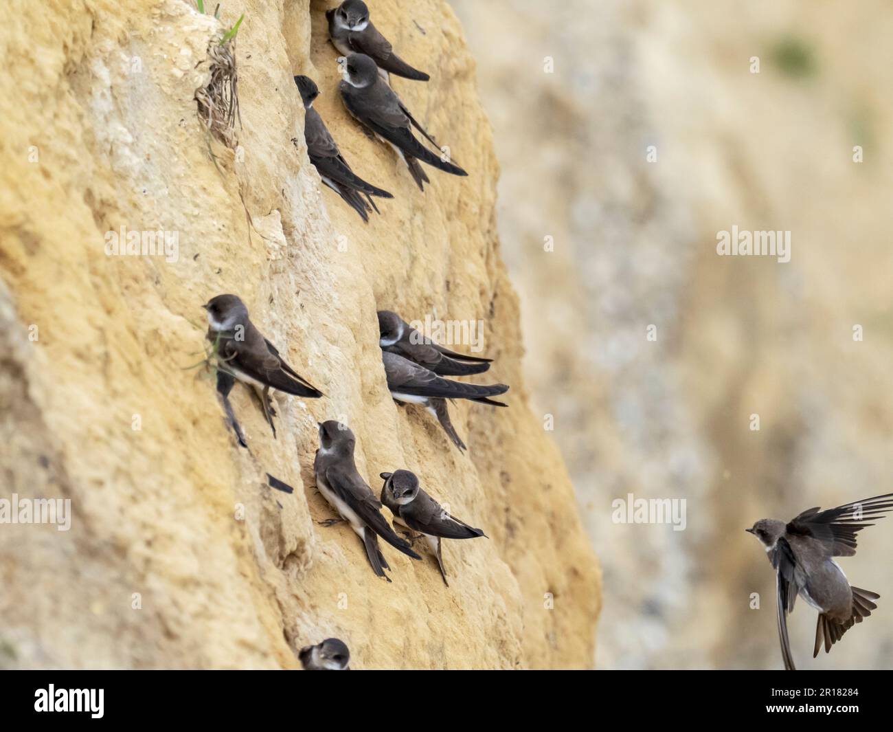 A colony of nesting Sand Martin, Riparia riparia, on the sea cliifs at ...