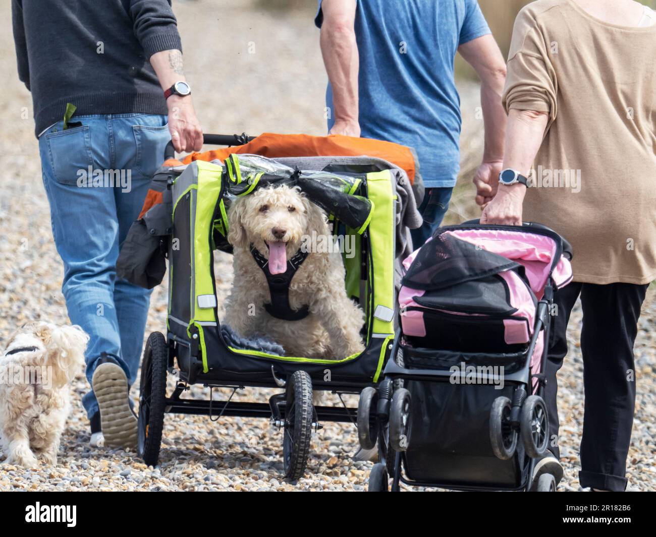 People dragging a dog in a push chair over a shingle beach at Weybourne ...