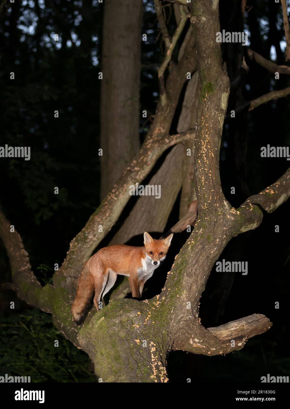Red fox on a fallen tree hi-res stock photography and images - Alamy