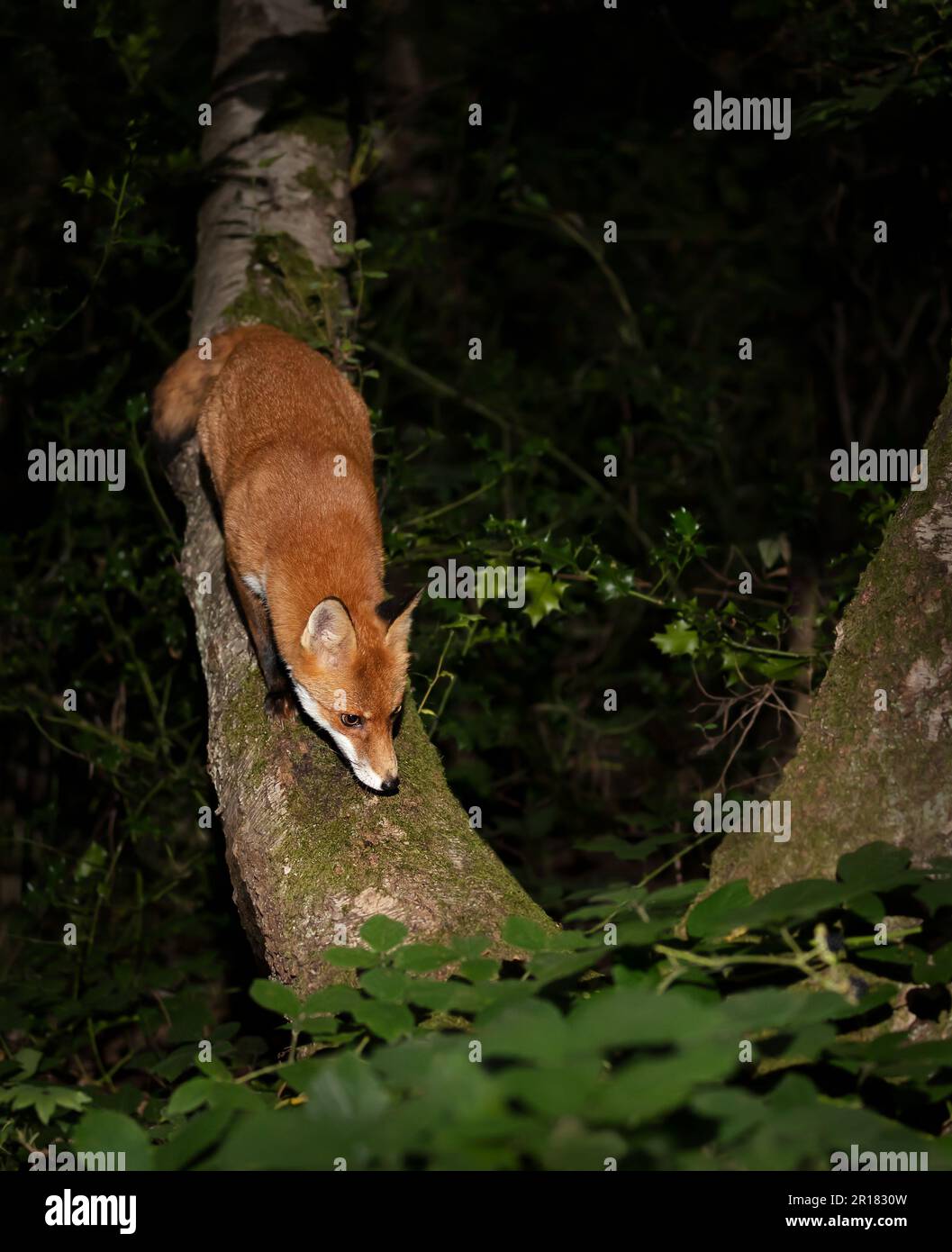 Close up of a Red fox (Vulpes vulpes) on a tree trunk at night in a ...