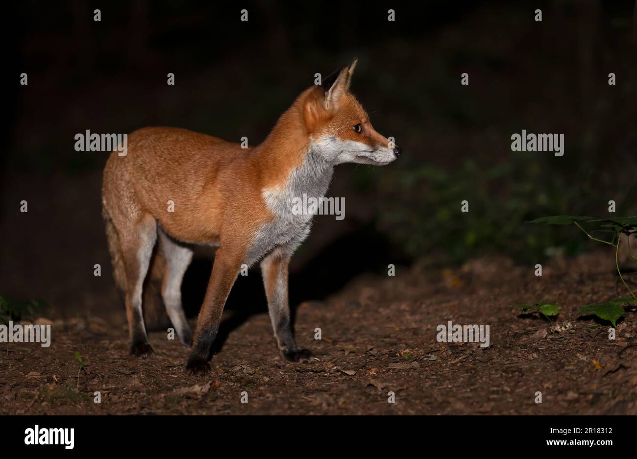 Dark woods fox hi-res stock photography and images - Alamy