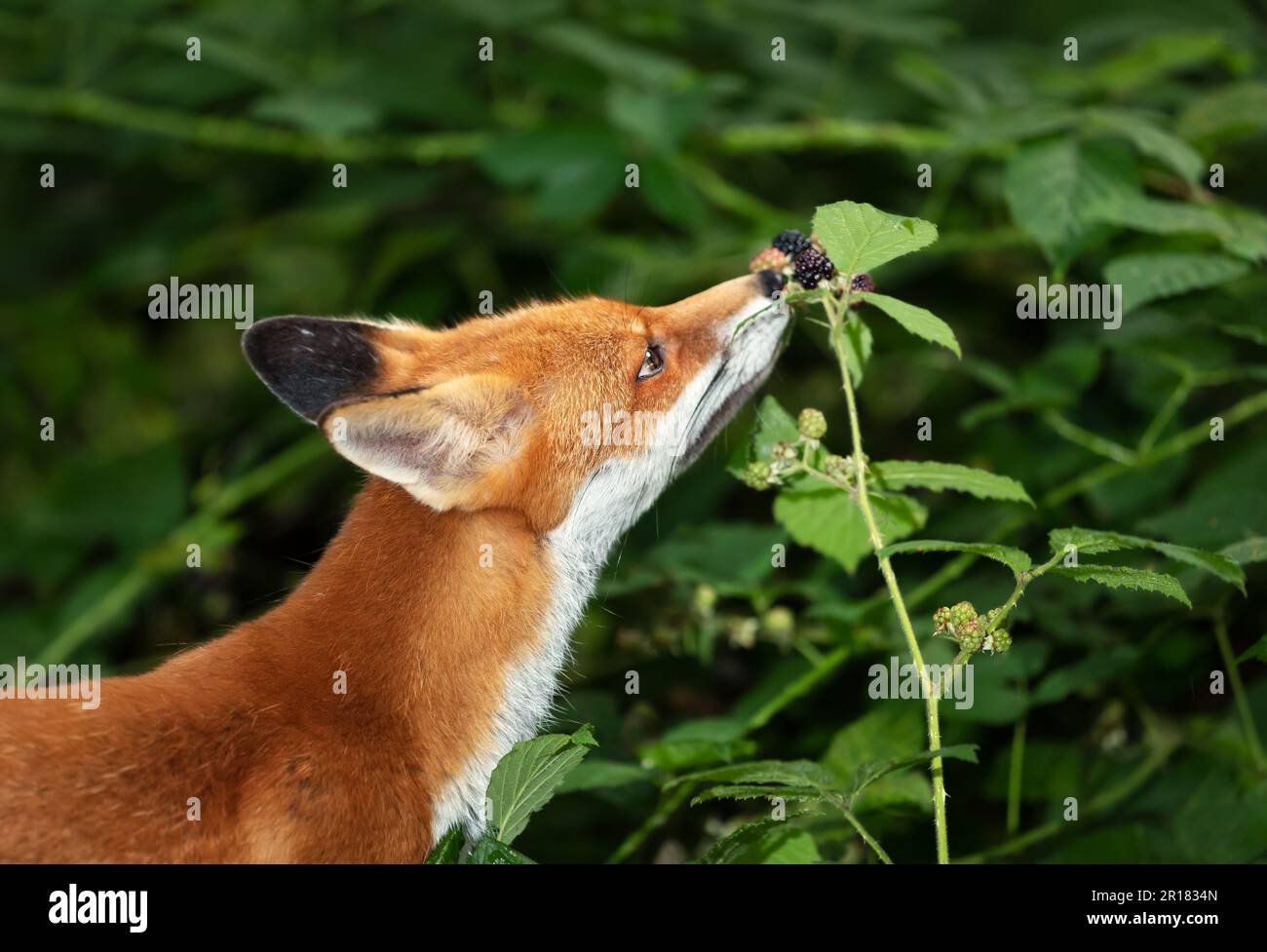 Close up of a Red fox (Vulpes vulpes) cub eating blackberries in forest ...