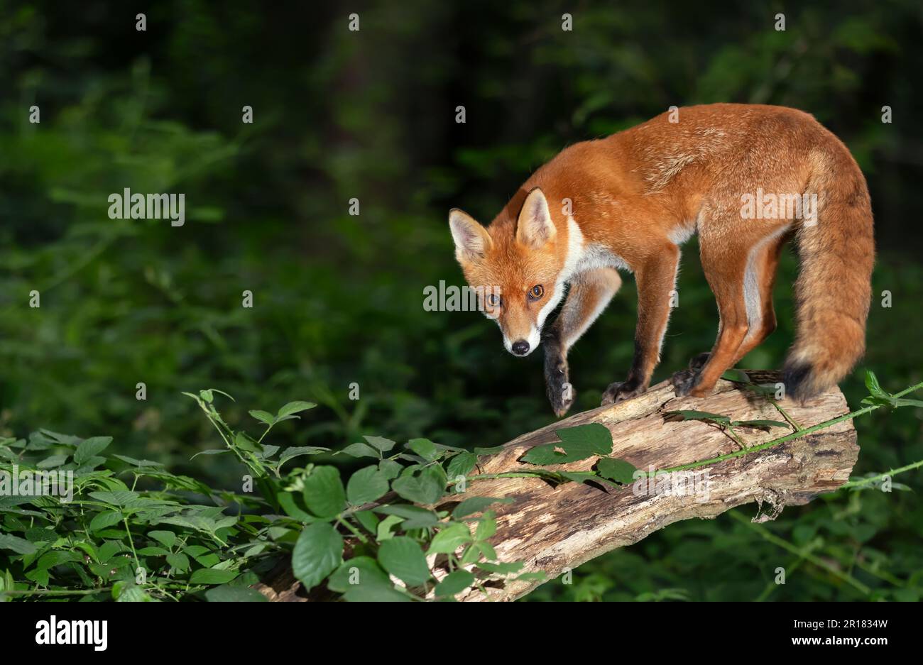 Close up of a Red fox (Vulpes vulpes) standing on a tree trunk in a ...