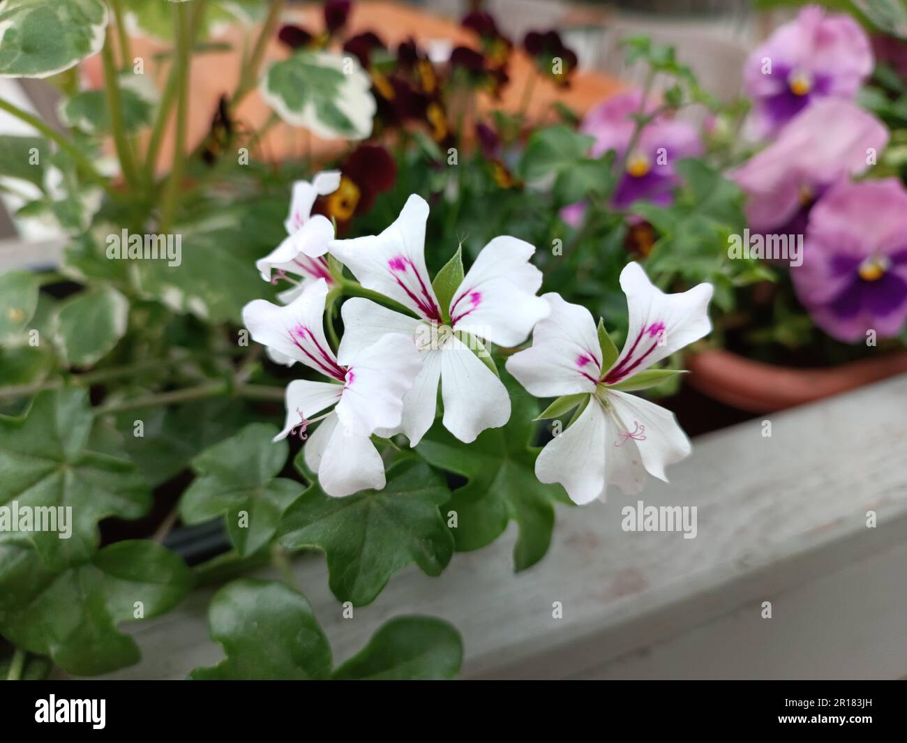 Flower formal garden hi-res stock photography and images - Alamy