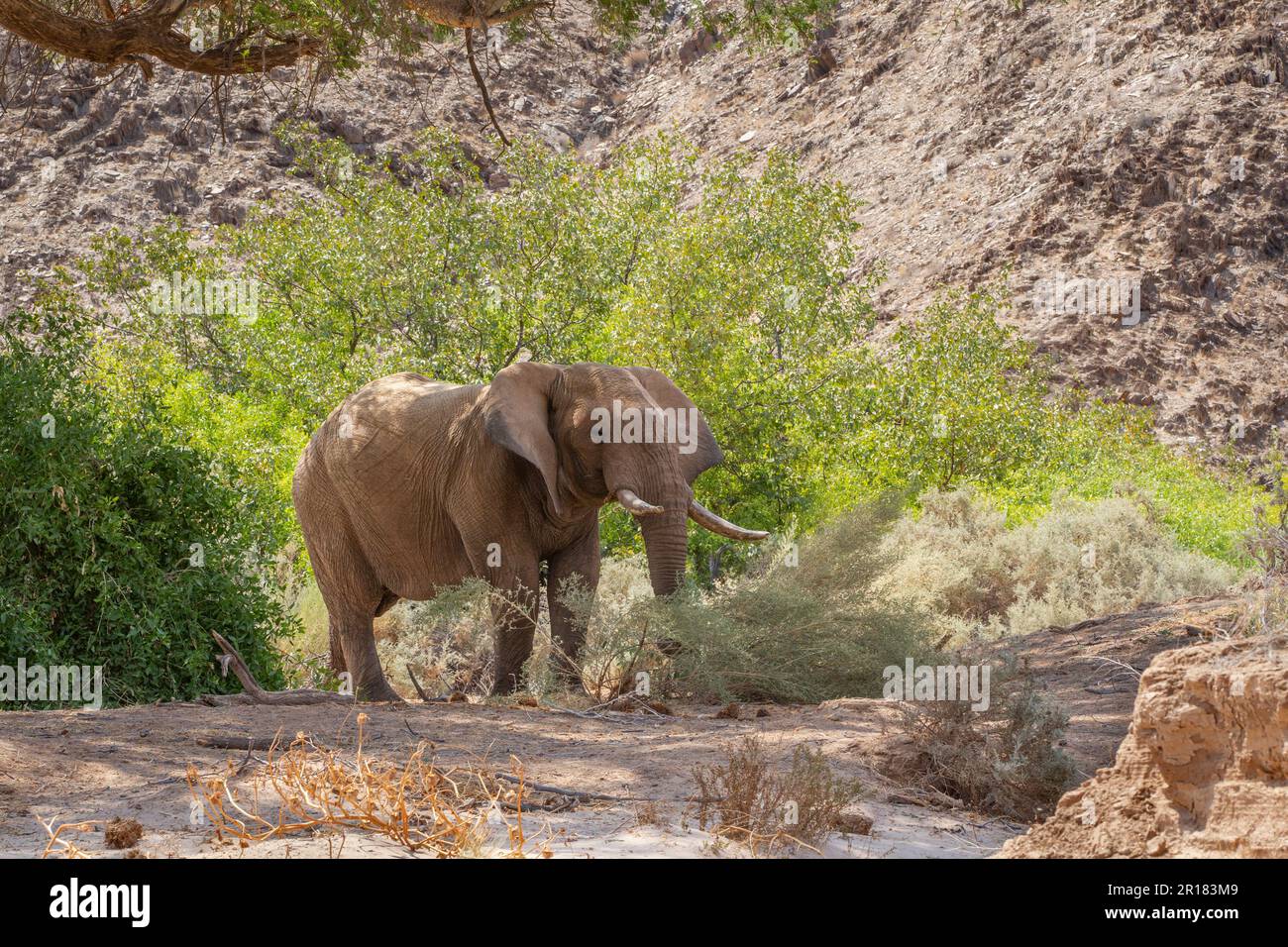 Elephant bull eating in shade bushes. Side view of the adult animal ...