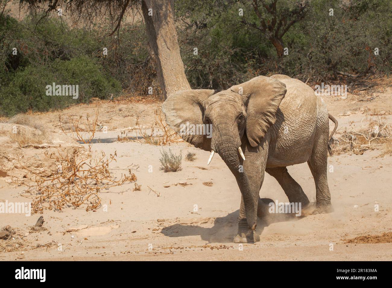 Elephant bull walking into the dry riverbed. Side view of the ...