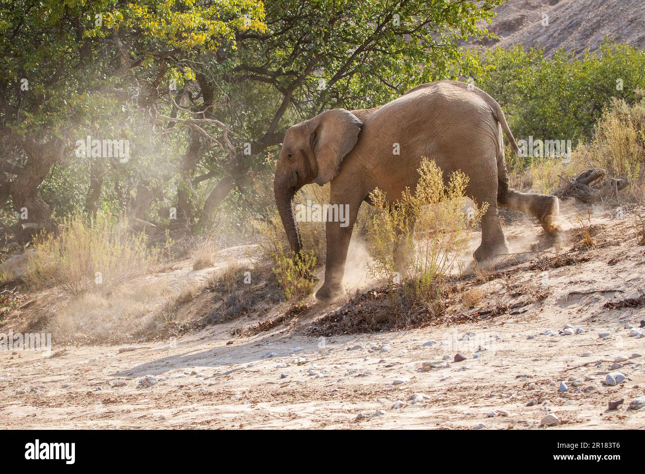 Elephant in desert hi-res stock photography and images - Alamy
