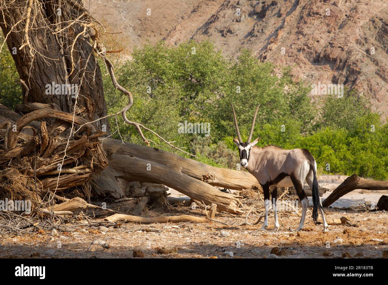 Namibian desert africa gemsbok hi-res stock photography and images - Alamy