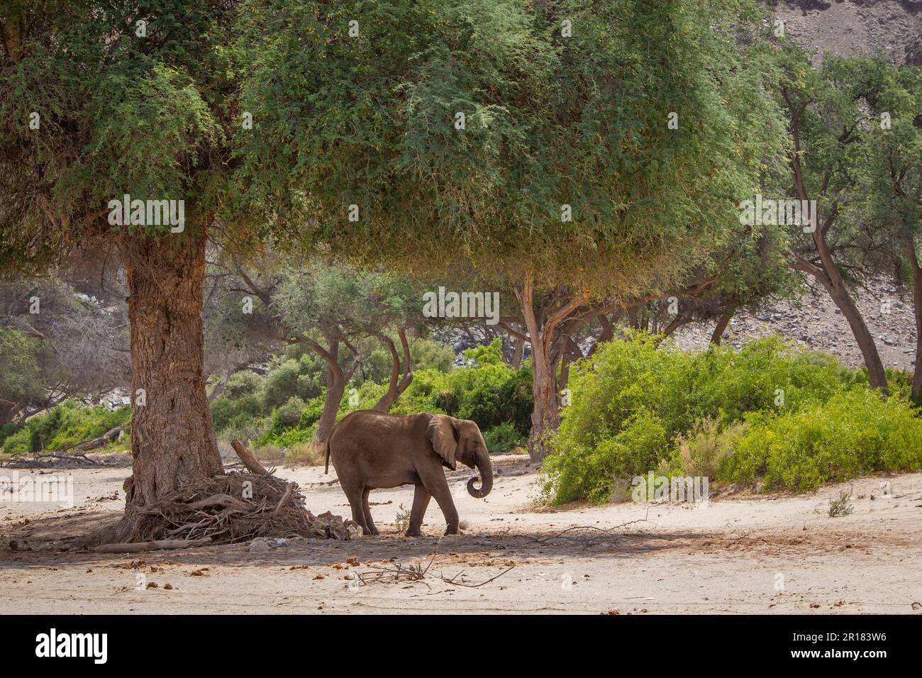 Elephant bull walking in the dry riverbed. Side view of the adult ...