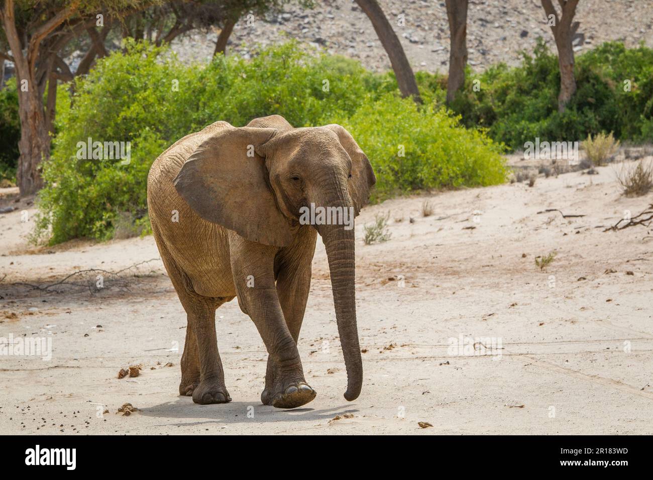 Elephant bull walking in the dry riverbed. Side view of the adult ...
