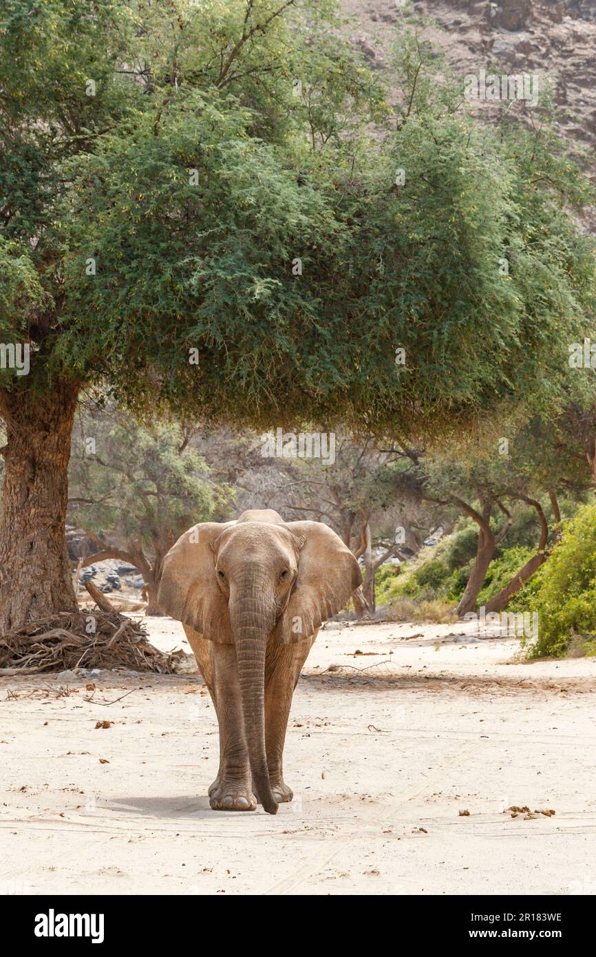 Elephant bull walking in the dry riverbed. Side view of the adult ...