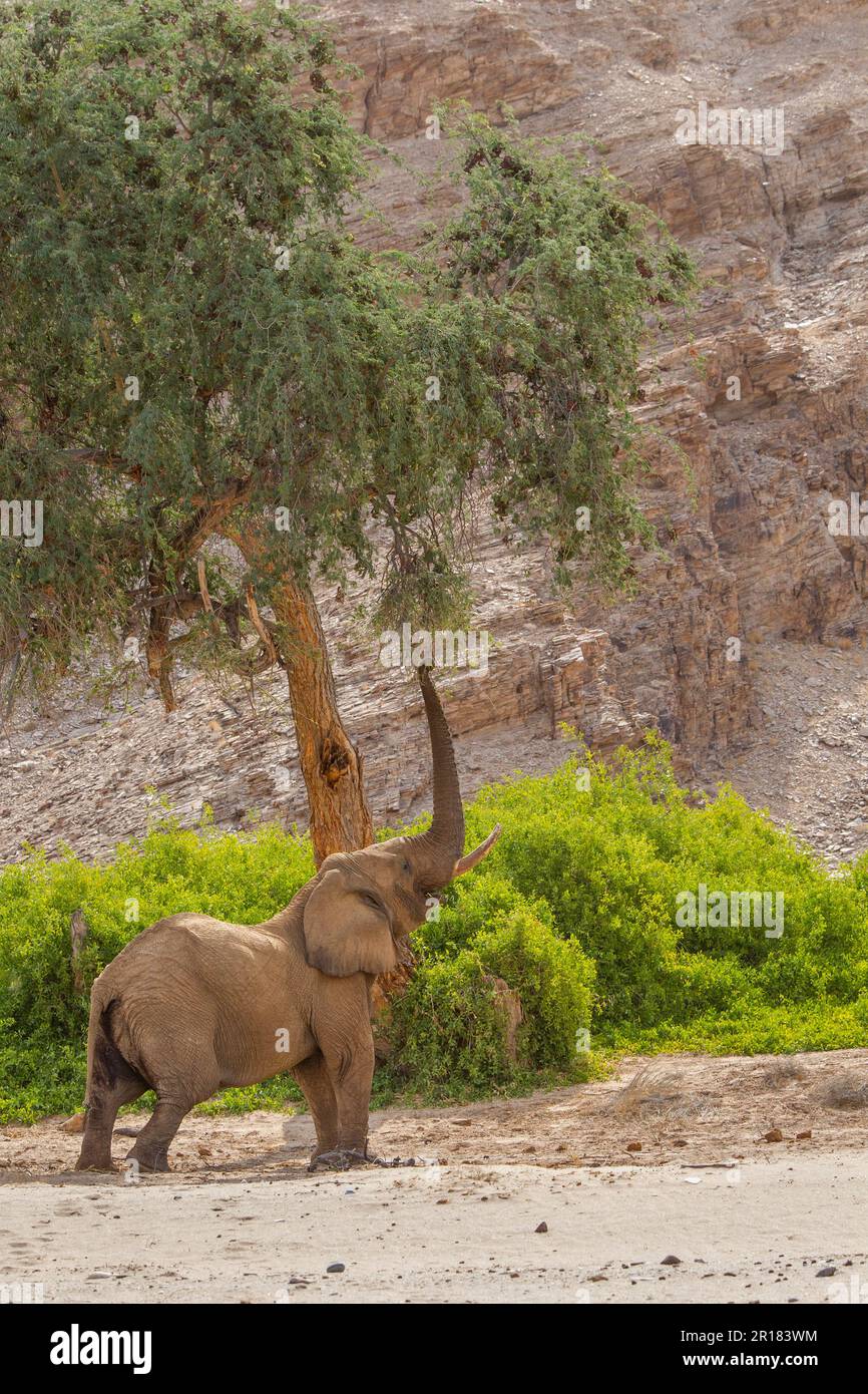 Elephant bull walking in the dry riverbed. Side view of animal reaching ...