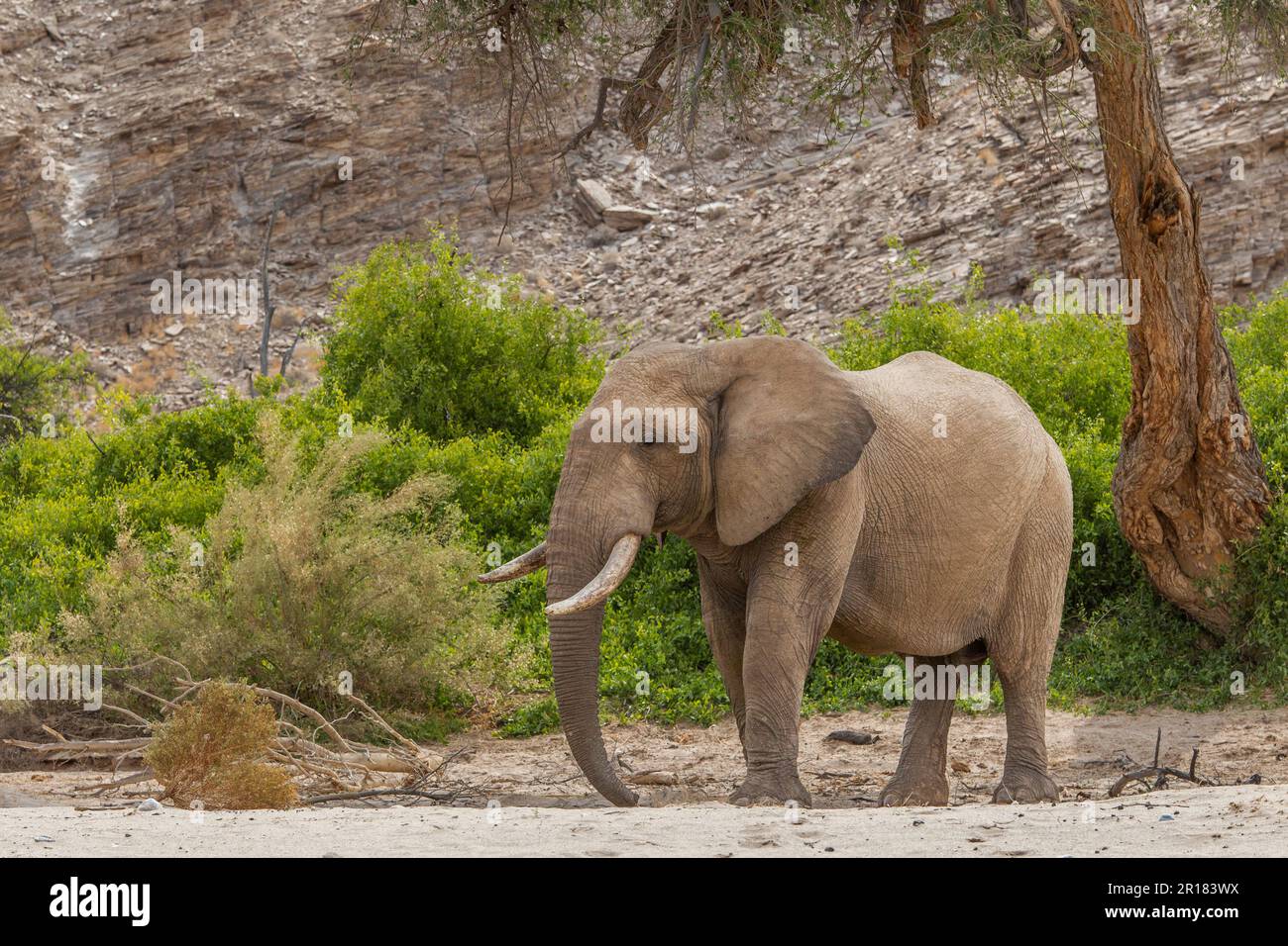 Namibia damaraland walking safari hi-res stock photography and images ...
