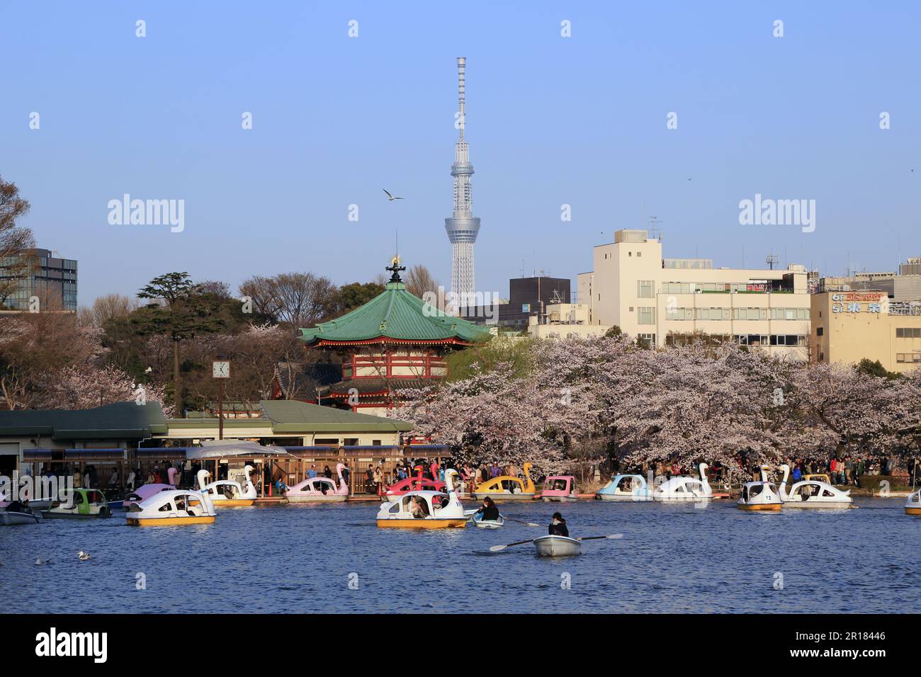 Tokyo sky tree from the Ueno Park and cherry blossoms Stock Photo - Alamy