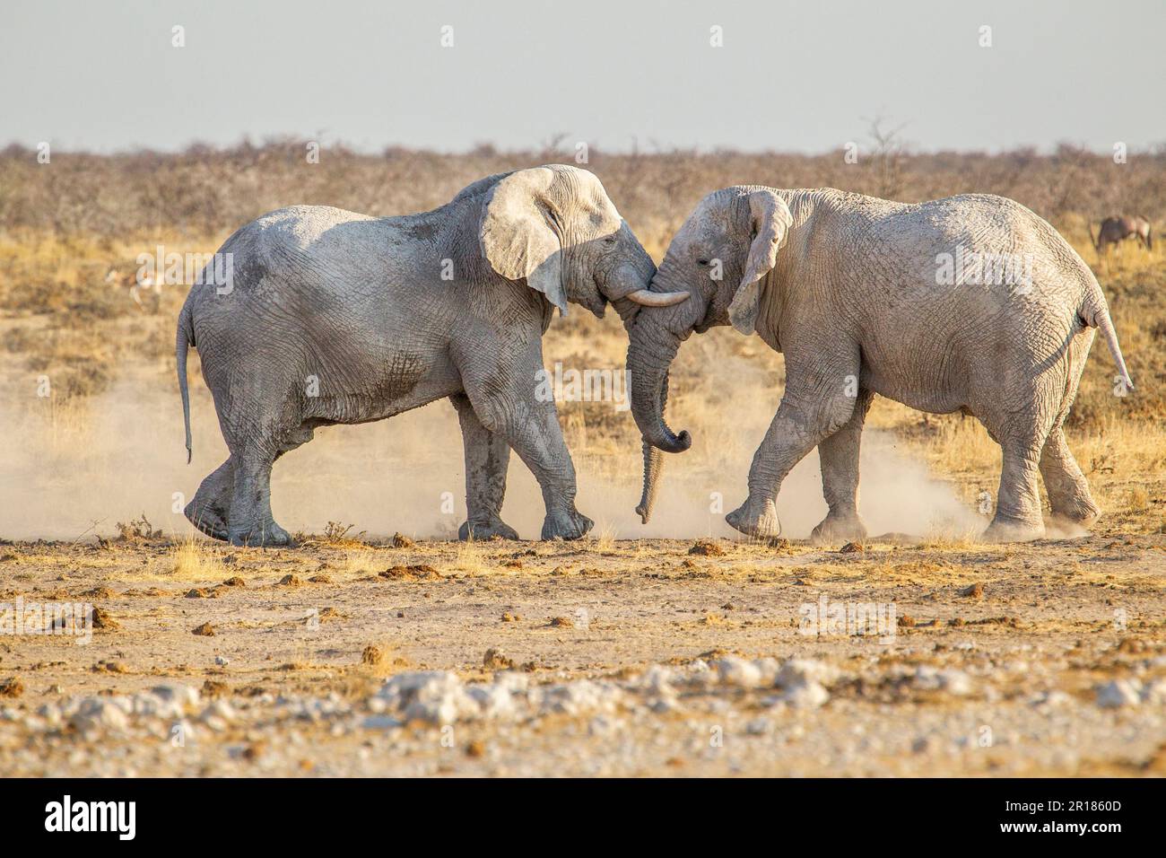 2 African Elephants, bulls fight in the savanna. Side view of full ...