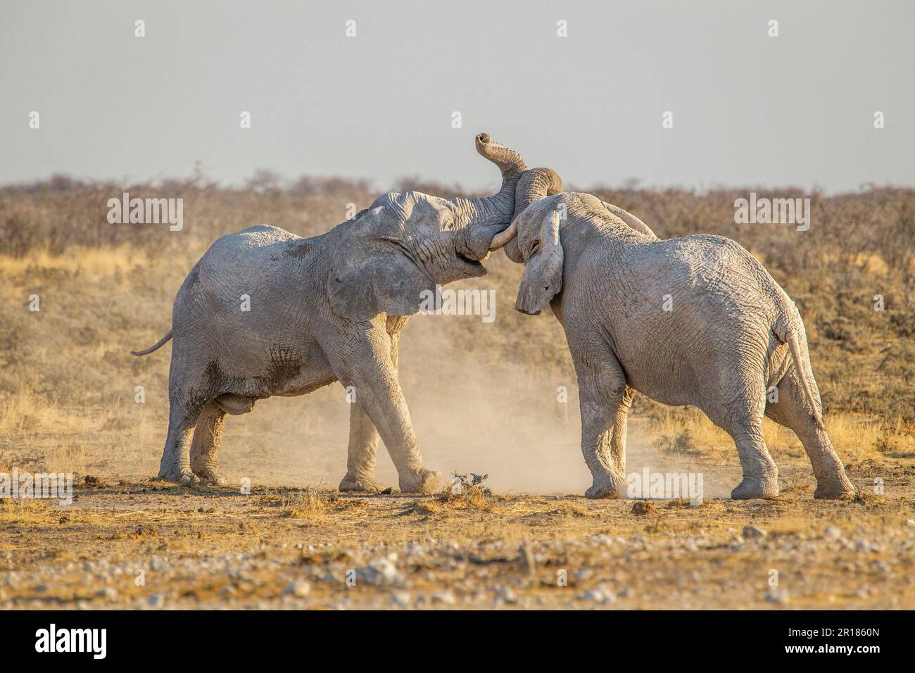 2 Elephant bulls fighting in the savannah. Two male elephants push each ...