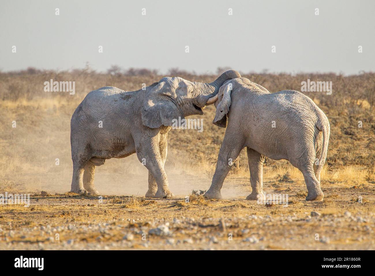 2 Elephant bulls fight in the savana. Two bulls push each other, side ...