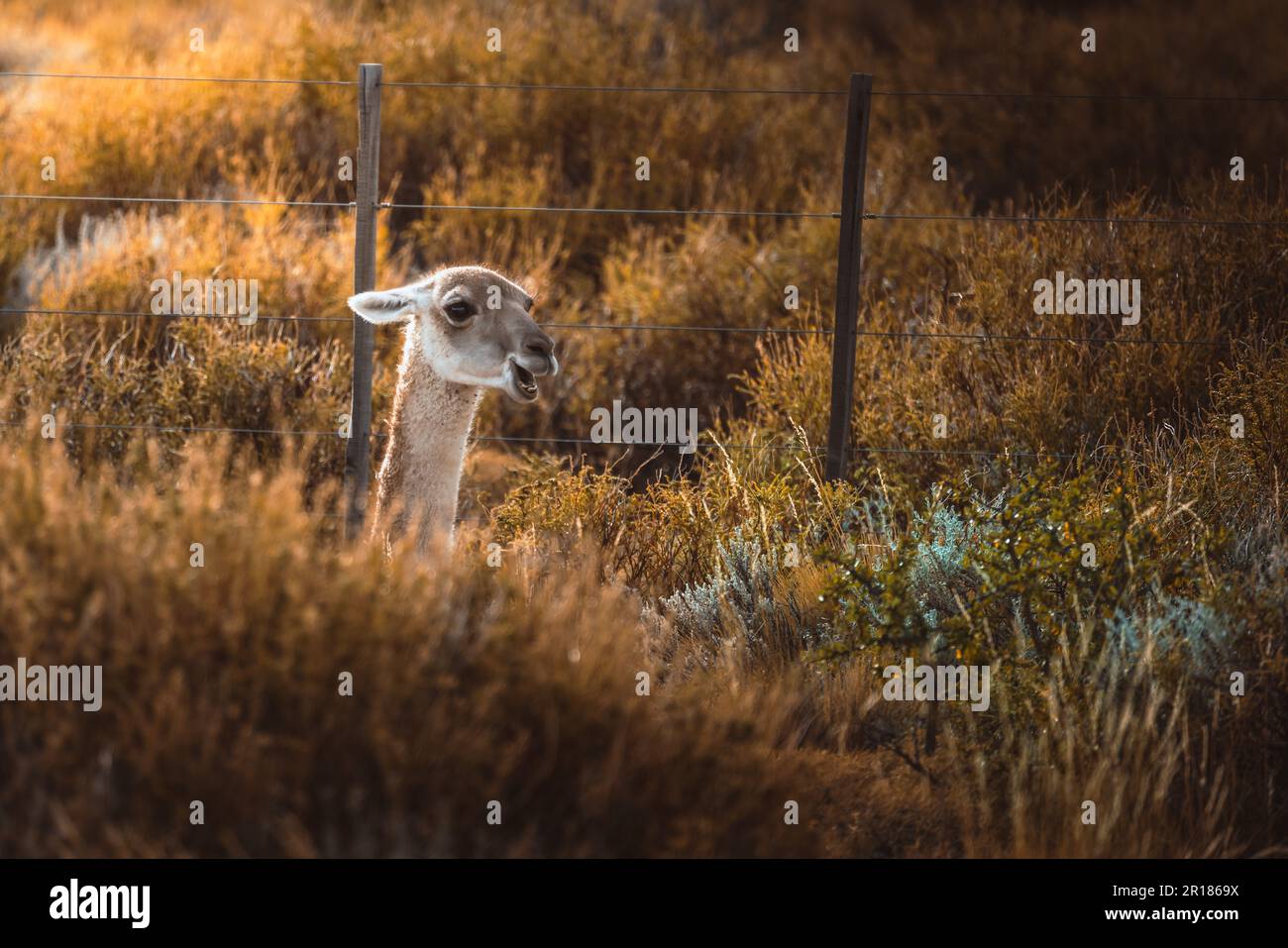 A smiling Guanaco standing in a patch of tall grass next to a white ...