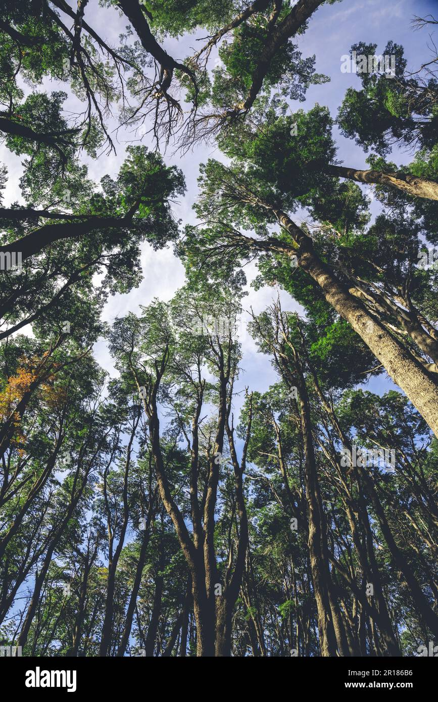 A vibrant tree canopy illuminated by a warm sunbeam, providing a ...