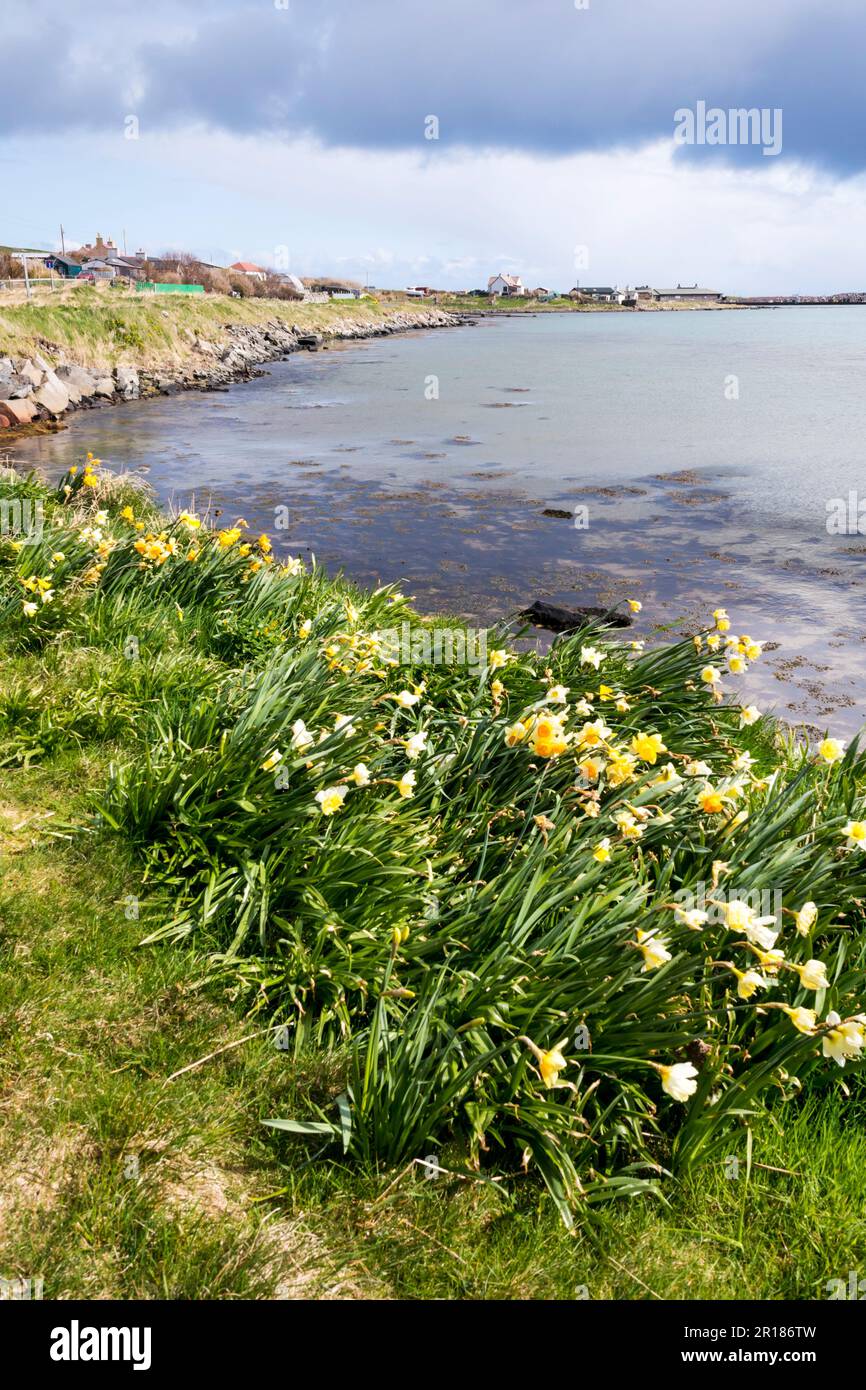 Daffodils growing at Eastshore beside the Pool of Virkie in the south ...