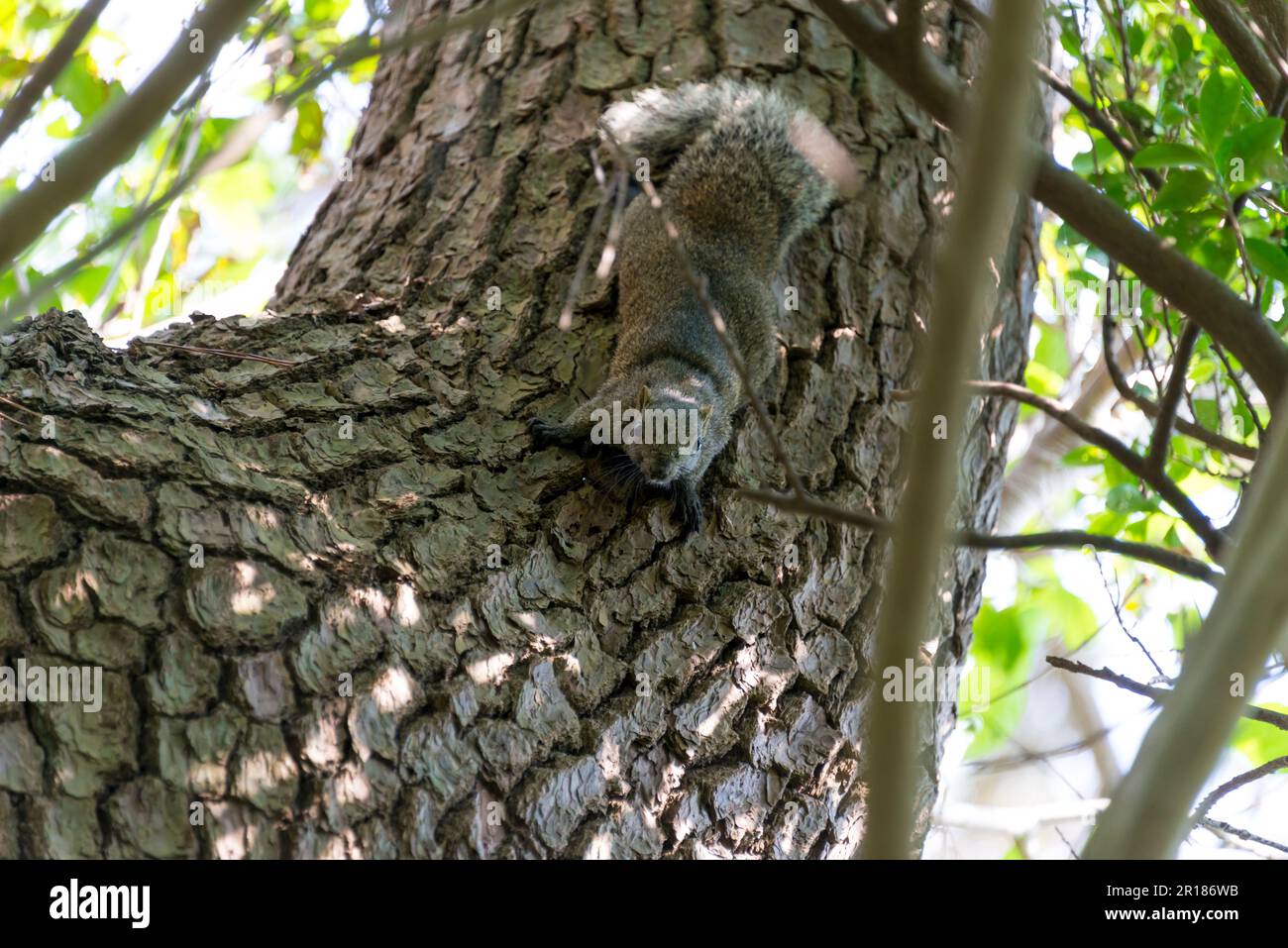 Taiwanese squirrel hard to ignore Stock Photo - Alamy