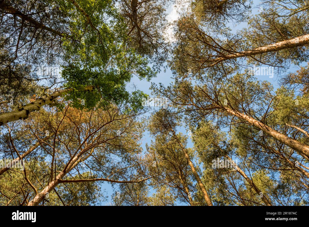 View looking up to blue sky through tops of pine and silver birch trees Stock Photo - Alamy