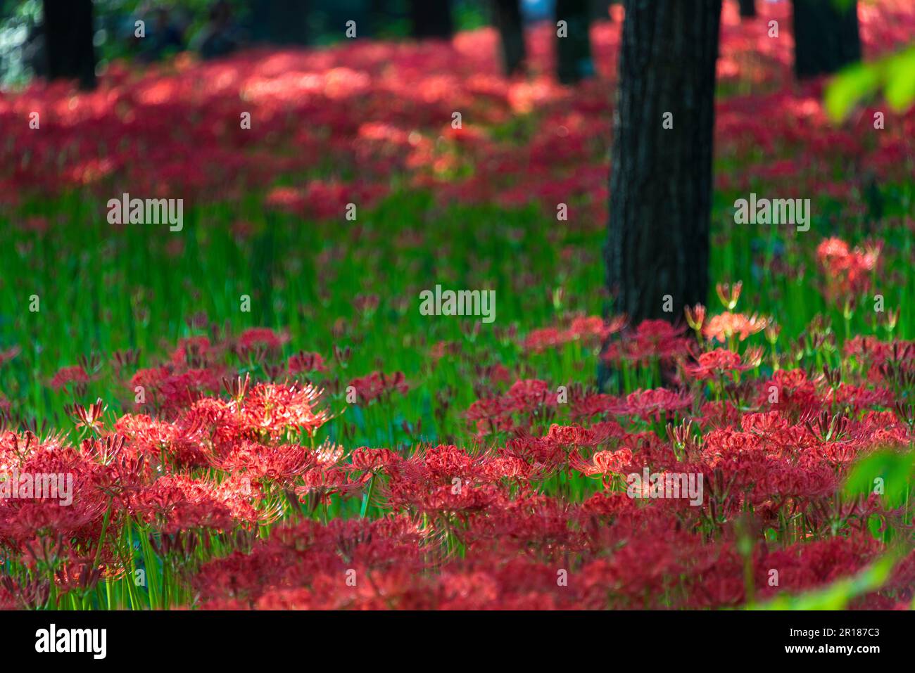 Lily grove hi-res stock photography and images - Alamy