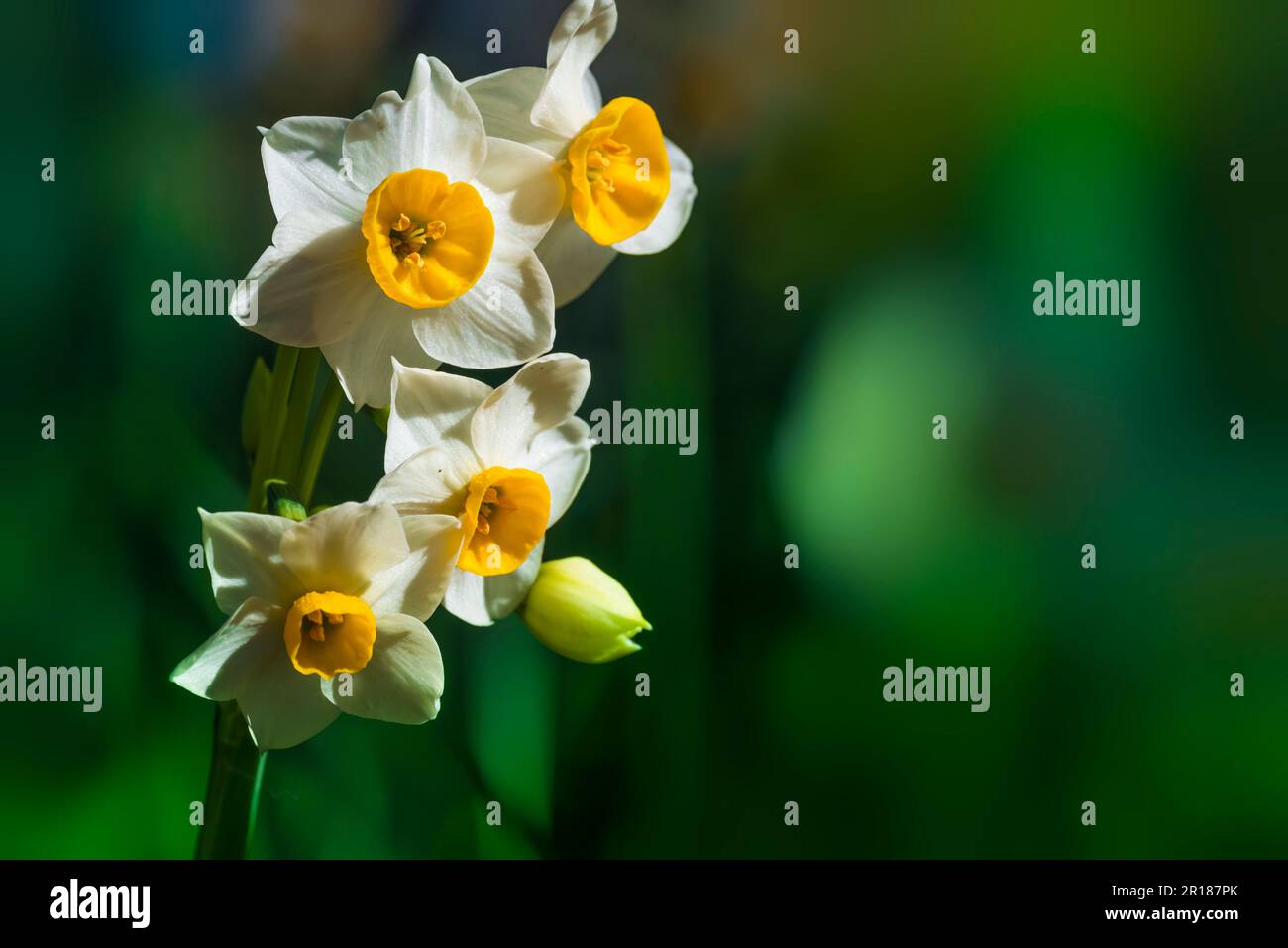 Four Japanese narcissi Stock Photo - Alamy