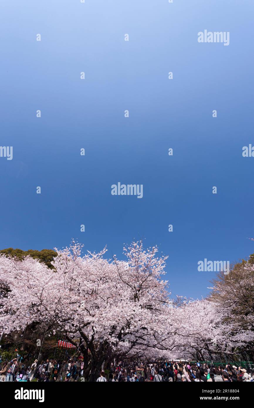 Ueno park cherry blossom hi-res stock photography and images - Alamy