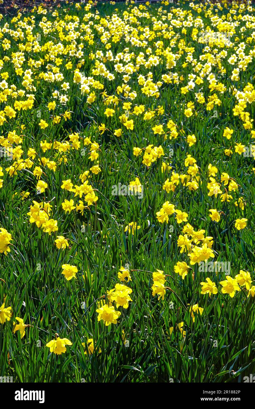 Daffodils in Bingham Park, Springtime, spring in Sheffield, South ...