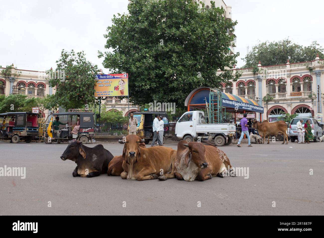 Cows walk freely through the Streets of Jamnagar, India Stock Photo - Alamy