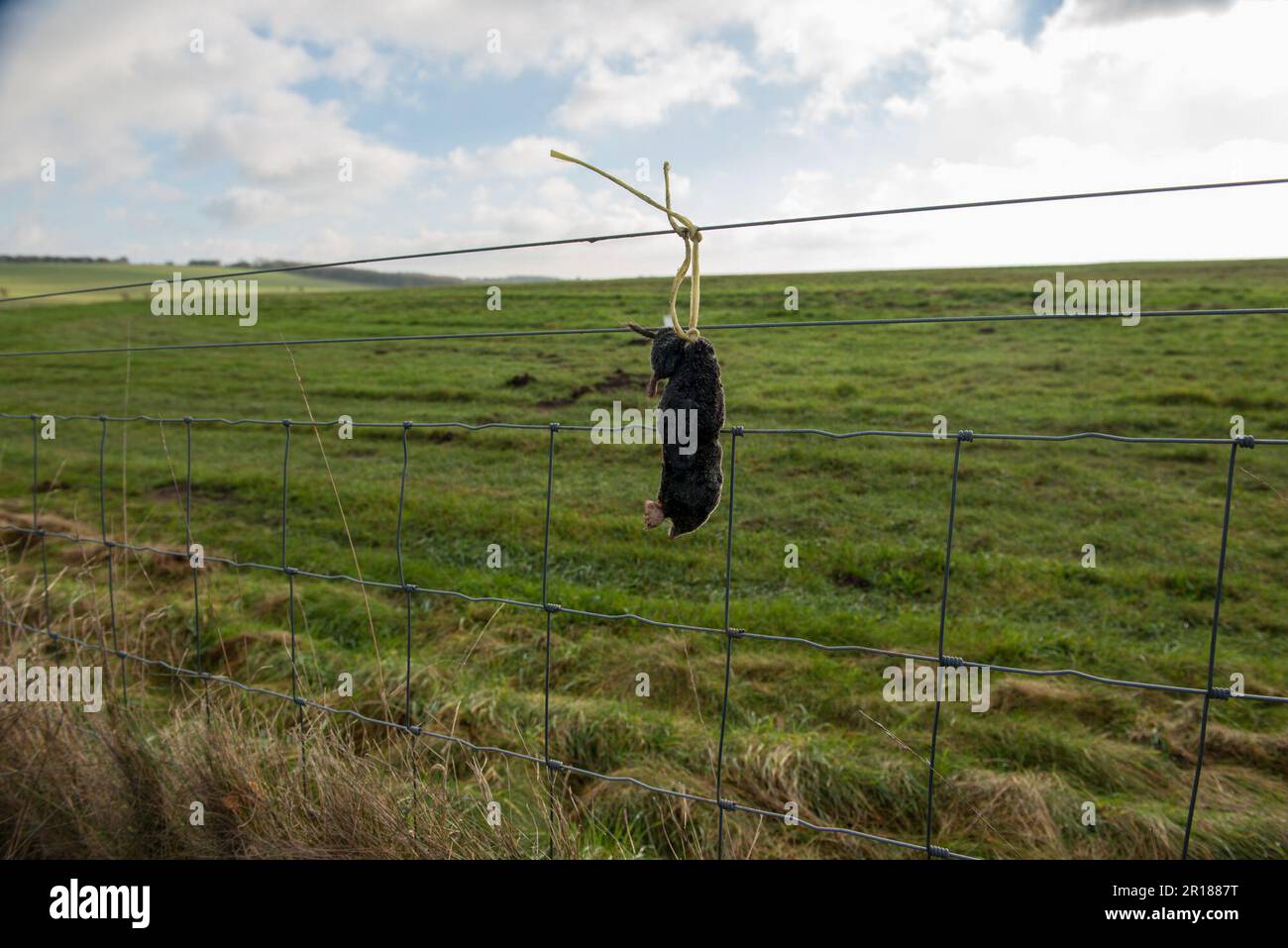 Dead moles hanging on a fence, proving to the landowner that the ...