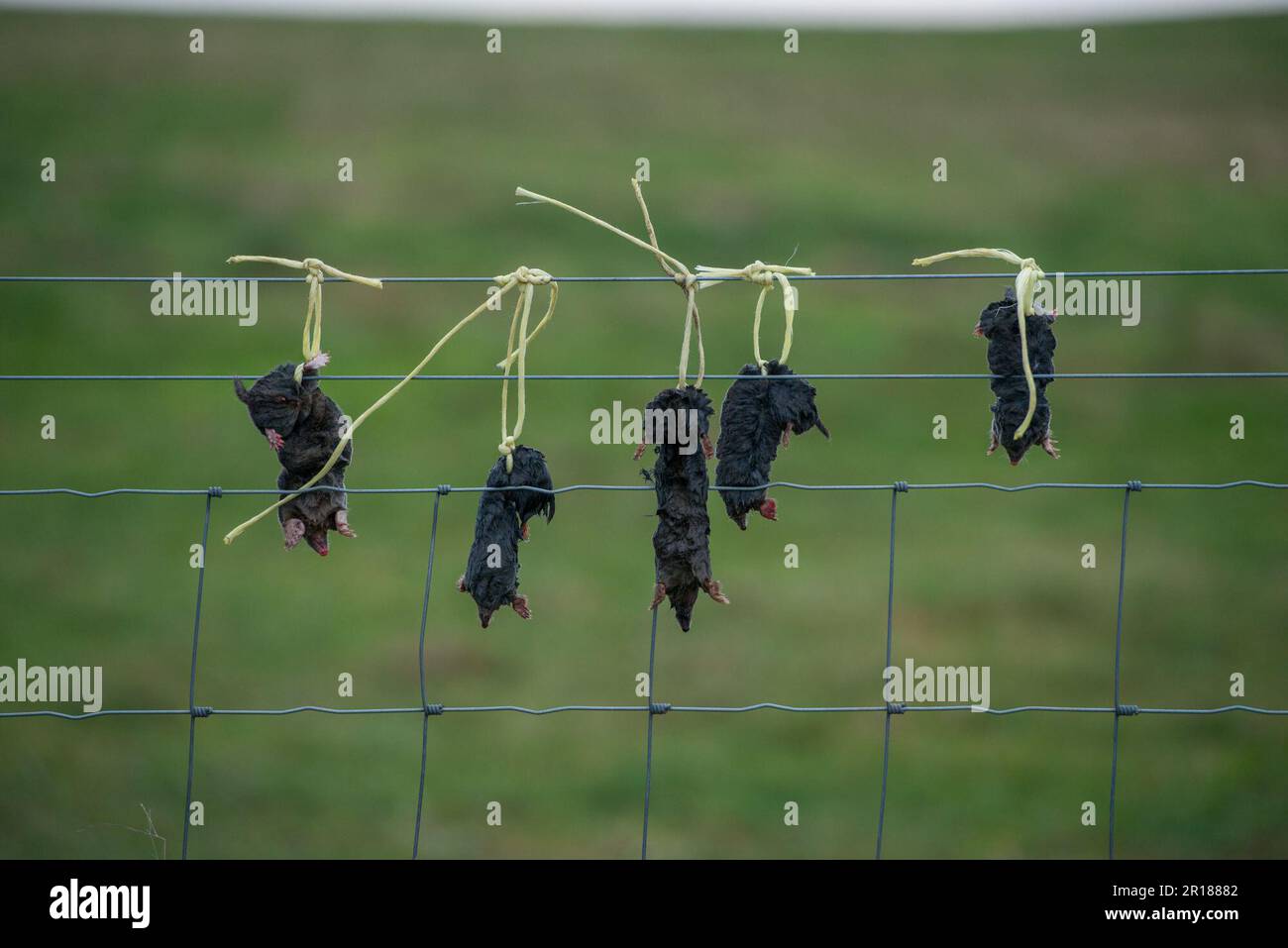 Dead moles hanging on a fence, proving to the landowner that the ...