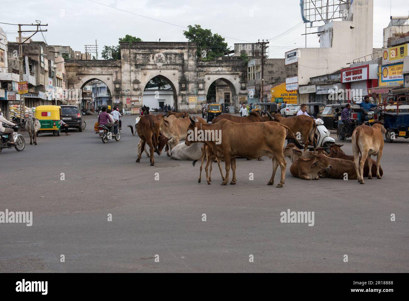 Cows walk freely through the Streets of Jamnagar, India Stock Photo - Alamy