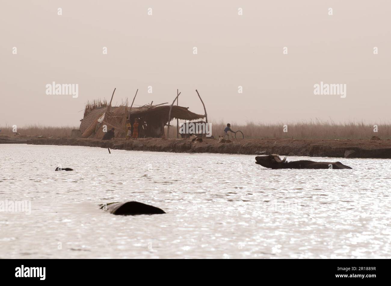 Traditional Marsh Arab buildings, constructed using reeds, Southern ...